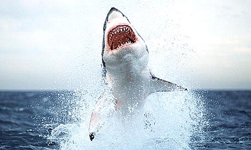 beebgondomar: 20 Curiosidades sobre tubarões