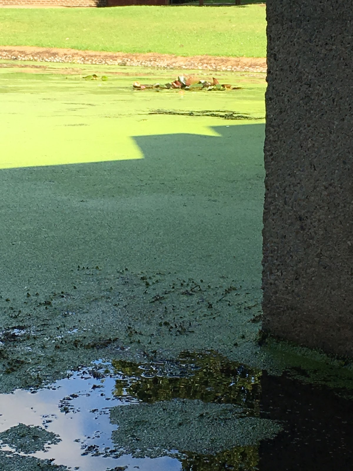 Visual Sound: APOLLO PAVILION BY VICTOR PASMORE 1969 | PETERLEE ...