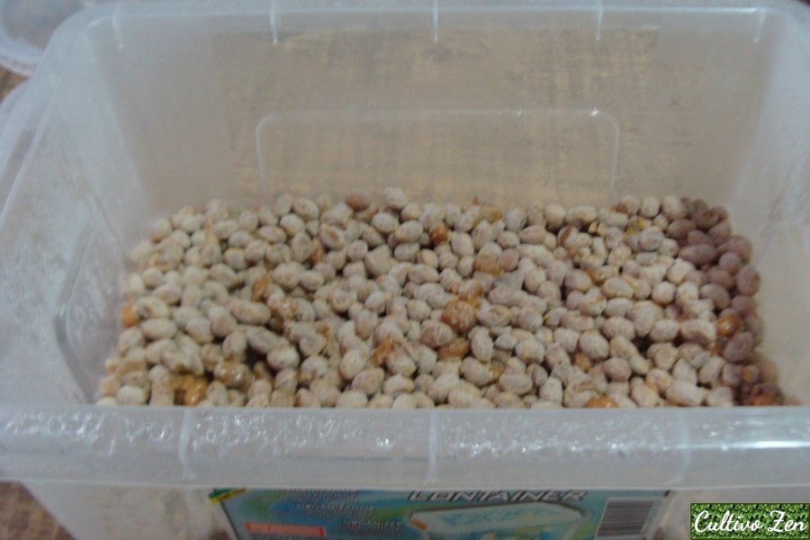 Cultivo Zen: NATÔ (Nattoo ou Nattō) – SOJA FERMENTADA