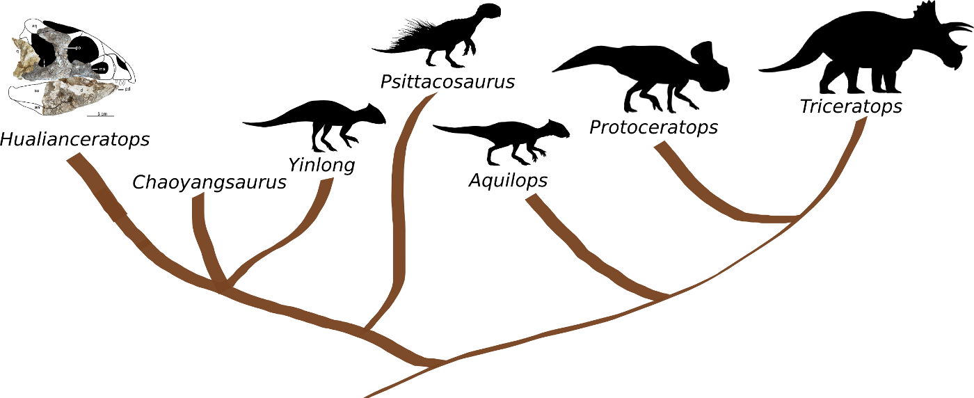 Species New to Science: [Paleontology • 2015] Hualianceratops ...