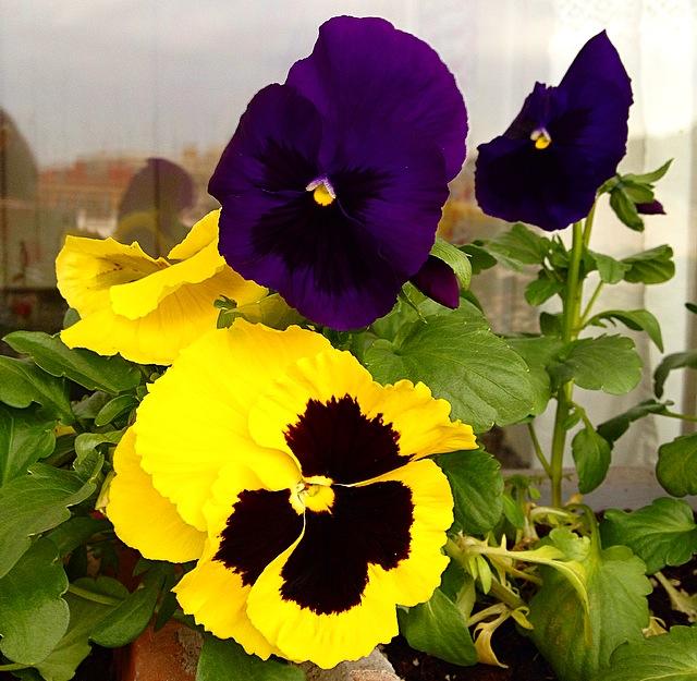 Vita da fiori: Pansè. Pensèes. Pensami.