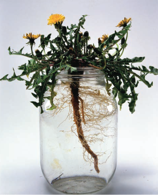 mybiologie: La racine