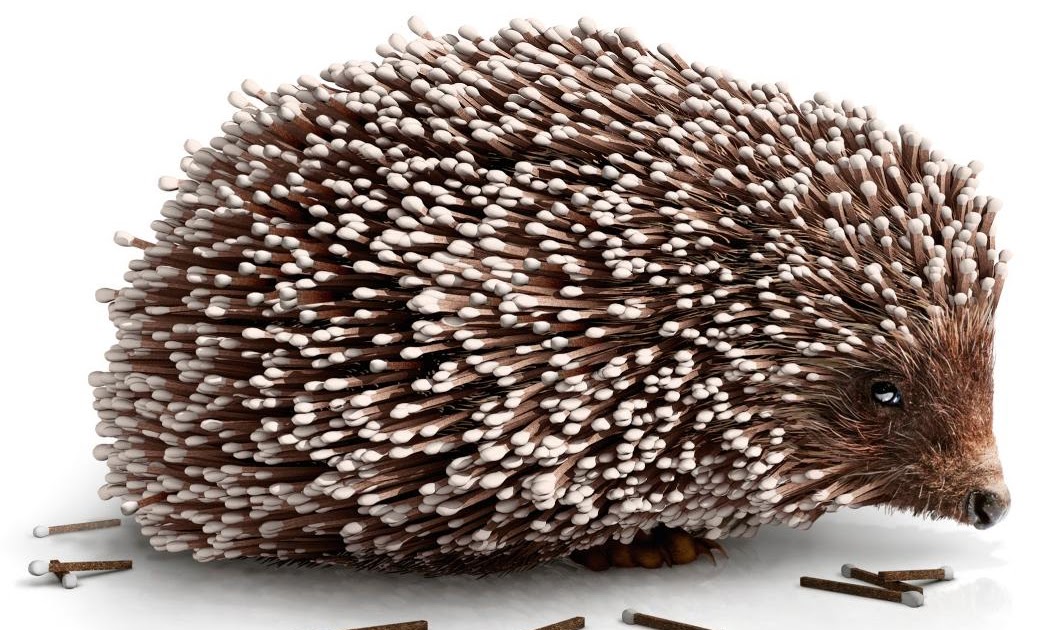 41+ Gambar Hewan Landak, Yang Istimewa!