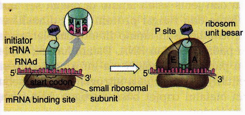 Two Stages Synthesis Process Transcription and Translation. - New ...