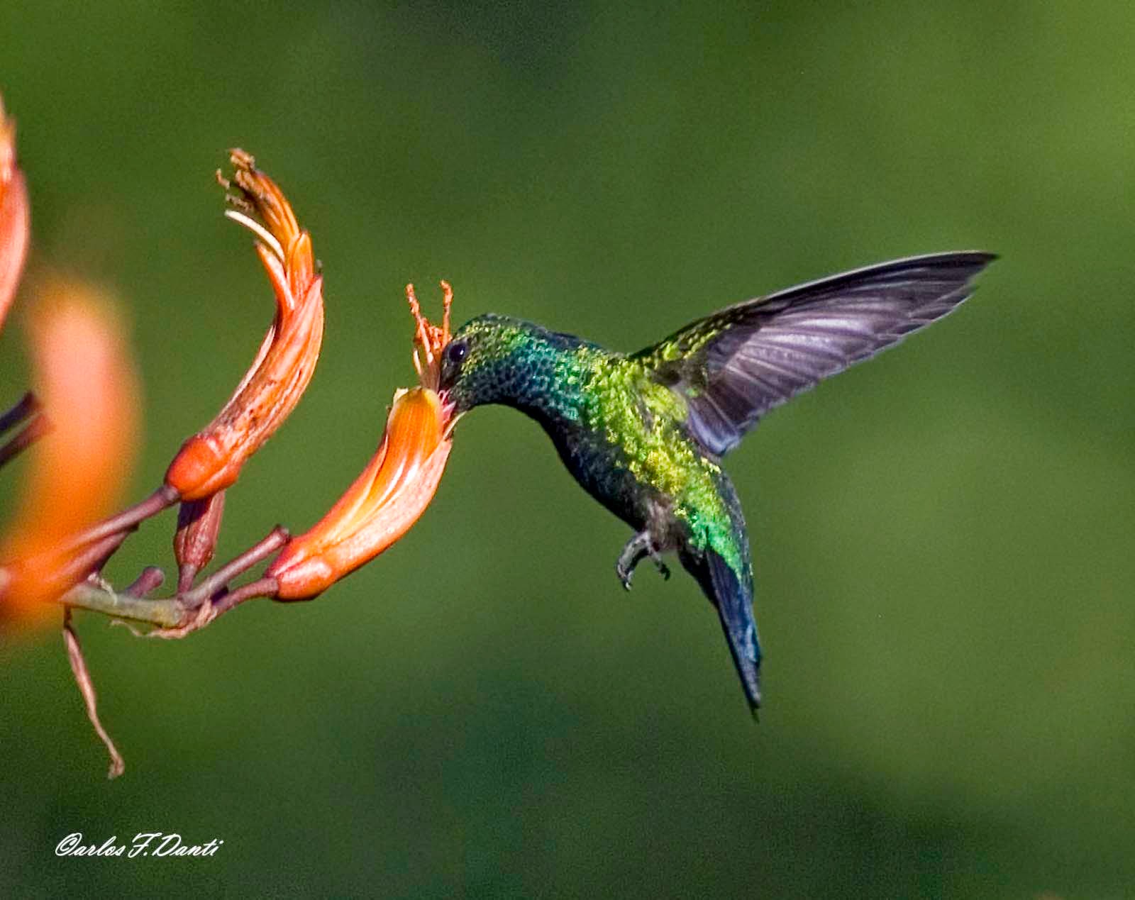 AVES SALADILLO: PICAFLOR VERDE (Chlorostilbon lucidus)