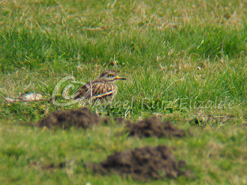 Aves de la Ría de Ajo: febrero 2012