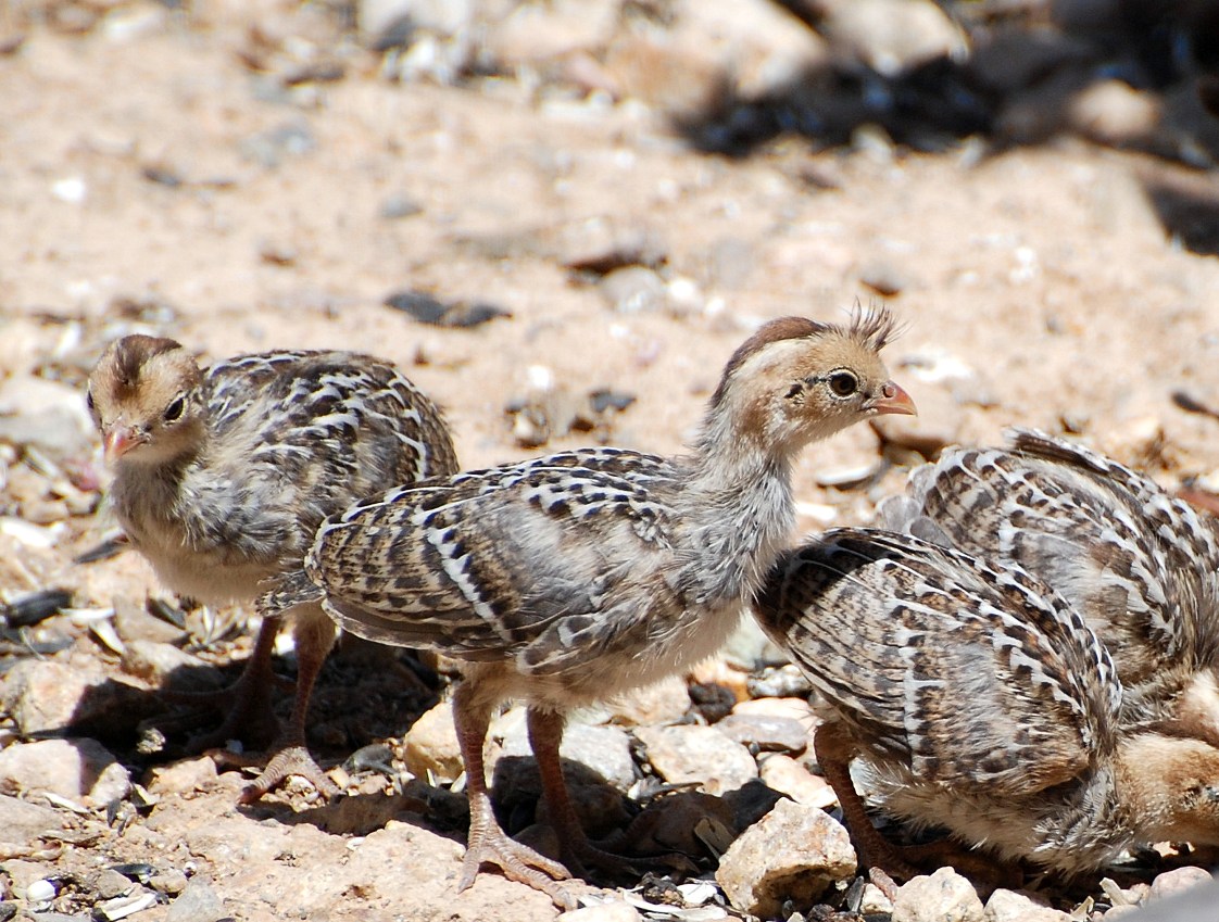 Birding Is Fun!: Birding Fun with Baby Birds