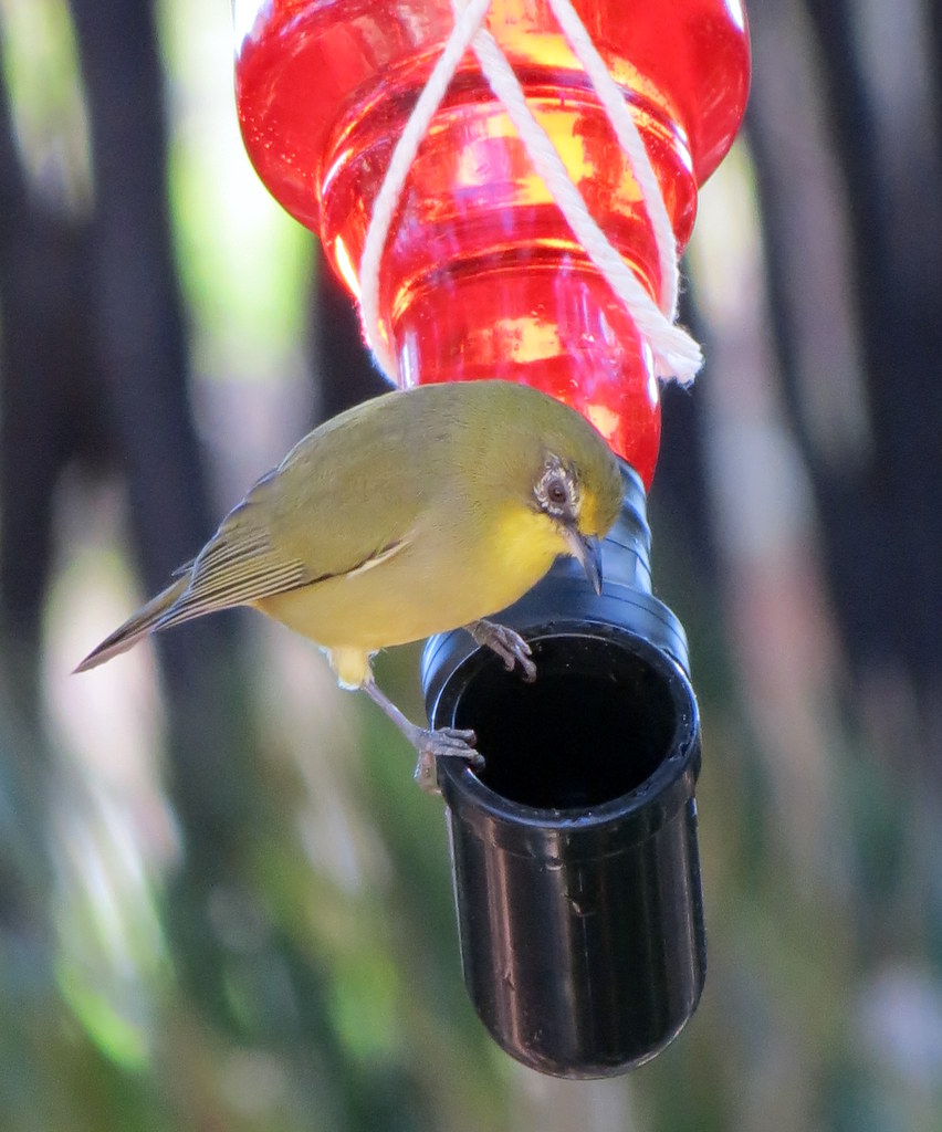 Ons geveerde vriende / Our feathered friends: Rooi koeldrank is nie net ...