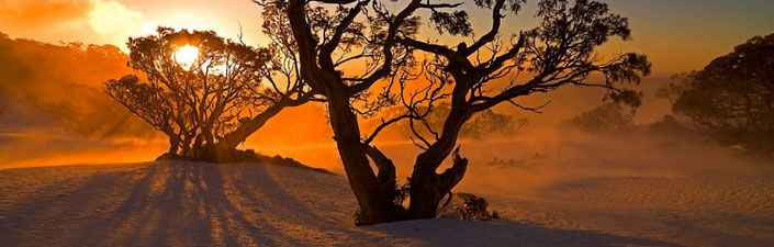 Michael Scott Lees, Colourful Ozzie Trees | illicit Blag