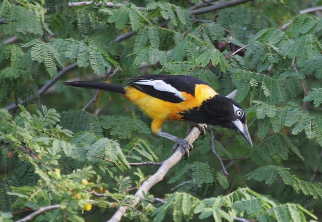 POR AMOR A VENEZUELA: EL TURPIAL