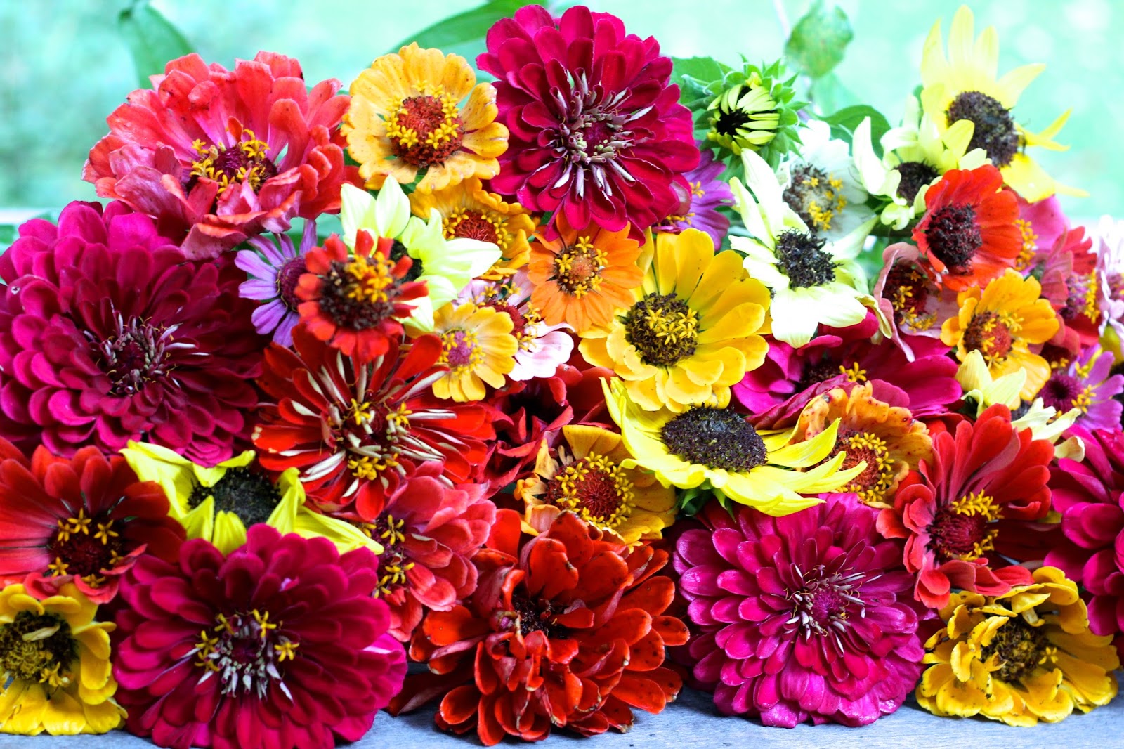 figs flowers food: TODAY'S PICKINGS