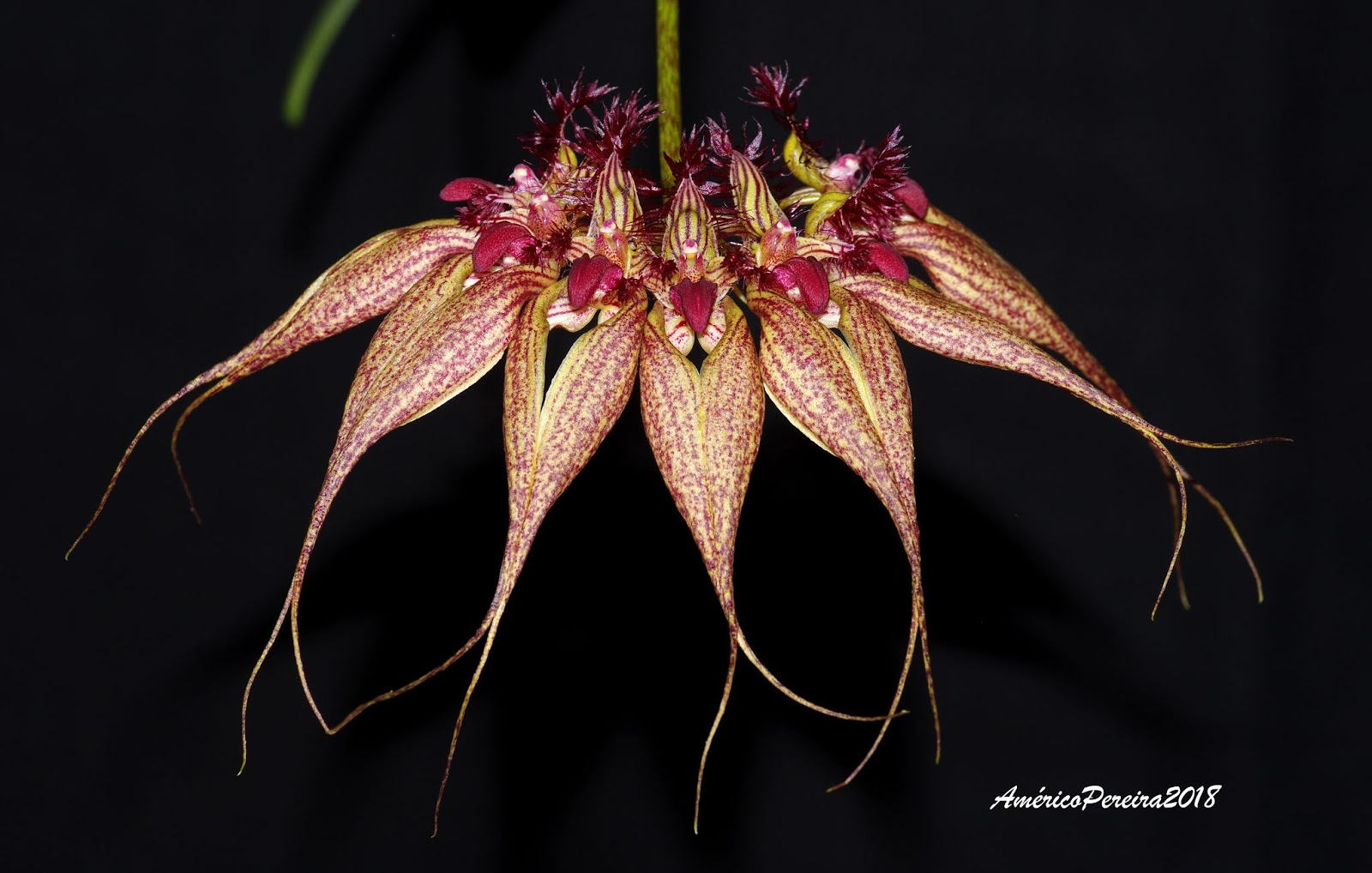 Orquídeas soltas: Bulbophyllum rothschildianum