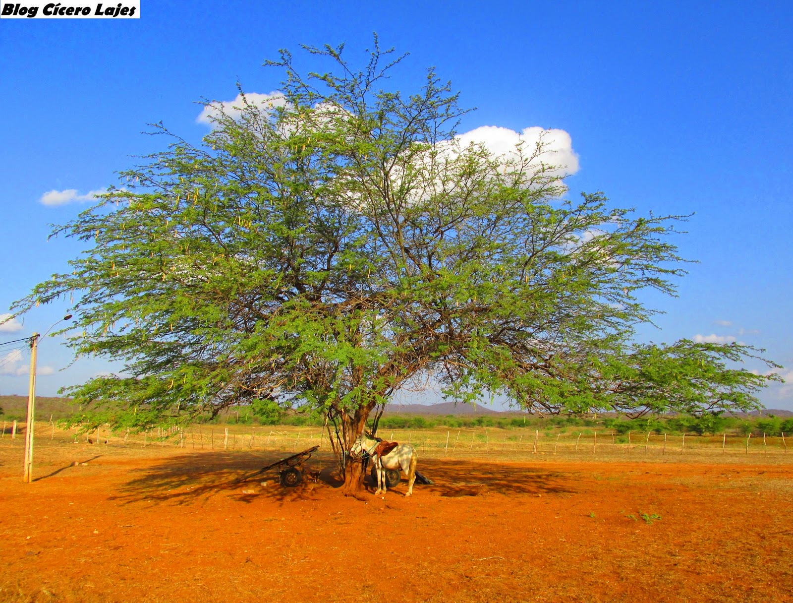 Cícero Lajes: A IMPORTÂNCIA DA ALGAROBA PARAO SERTÃO NORDESTINO