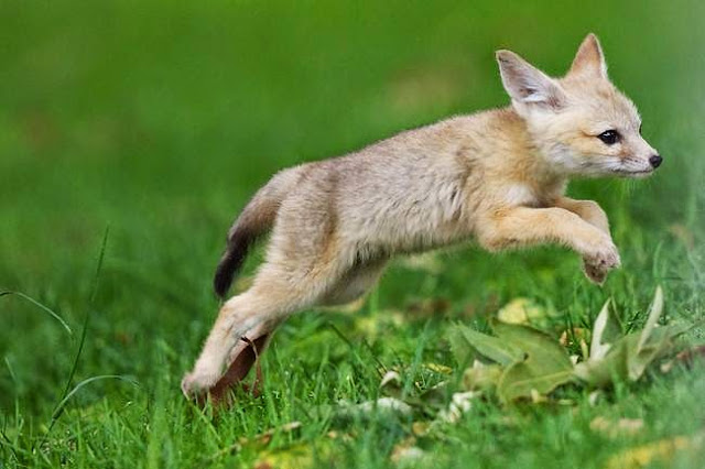 White Wolf : Little wild kit foxes are having a great time (Photos)