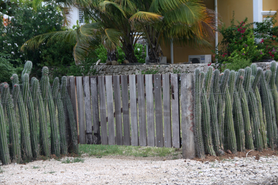 Tuinarchitectuur op Bonaire: Evaluatie, snorkelen en zout!