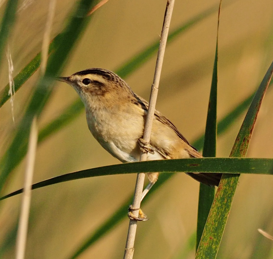 CAMBRIDGESHIRE BIRD CLUB GALLERY: Sedge Warbler