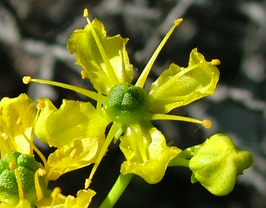Flowers of Ymittos & Parnitha: RUTACEAE