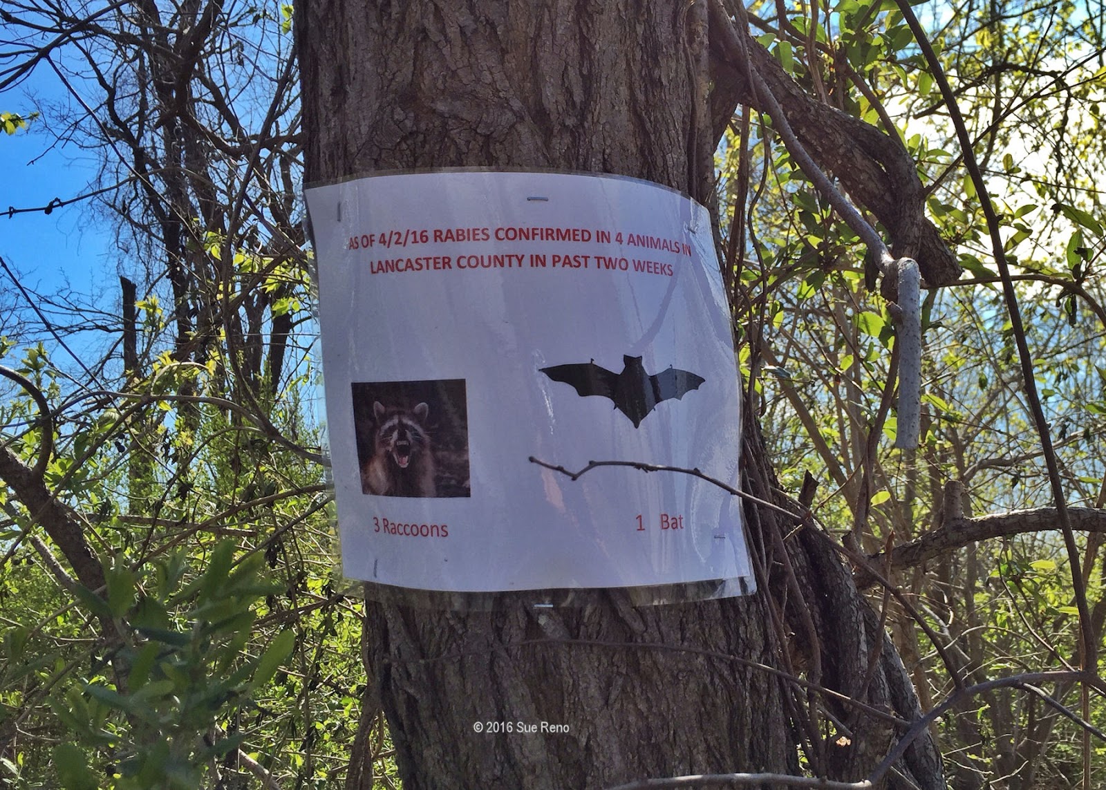 Sue Reno Studio: The White Cliffs of Conoy, Redux