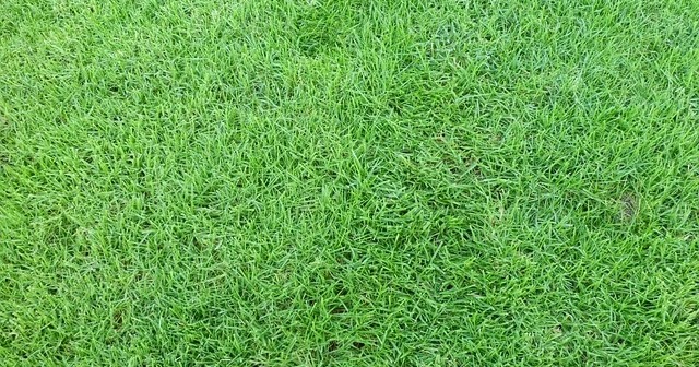 HIASITAMAN: Rumput Jepang / Rumput Peking