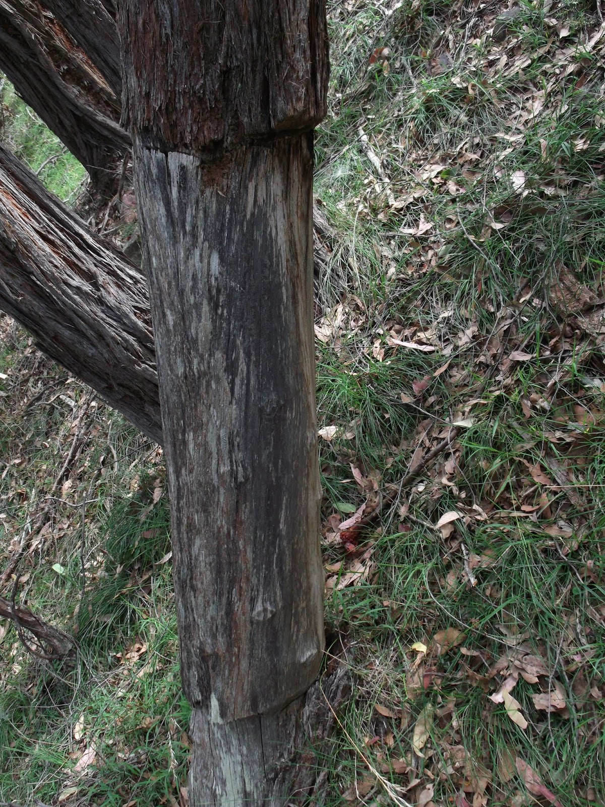 A Woodsrunner's Diary: Debarking Dead Trees, Shelter Roofing, Cordage ...