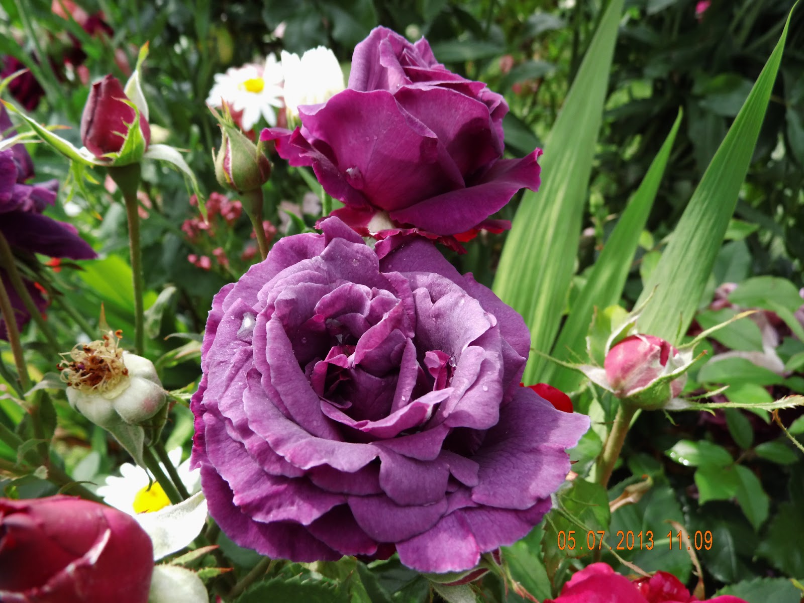 Beautés Florales : La Magie des rosiers pourpres 2013