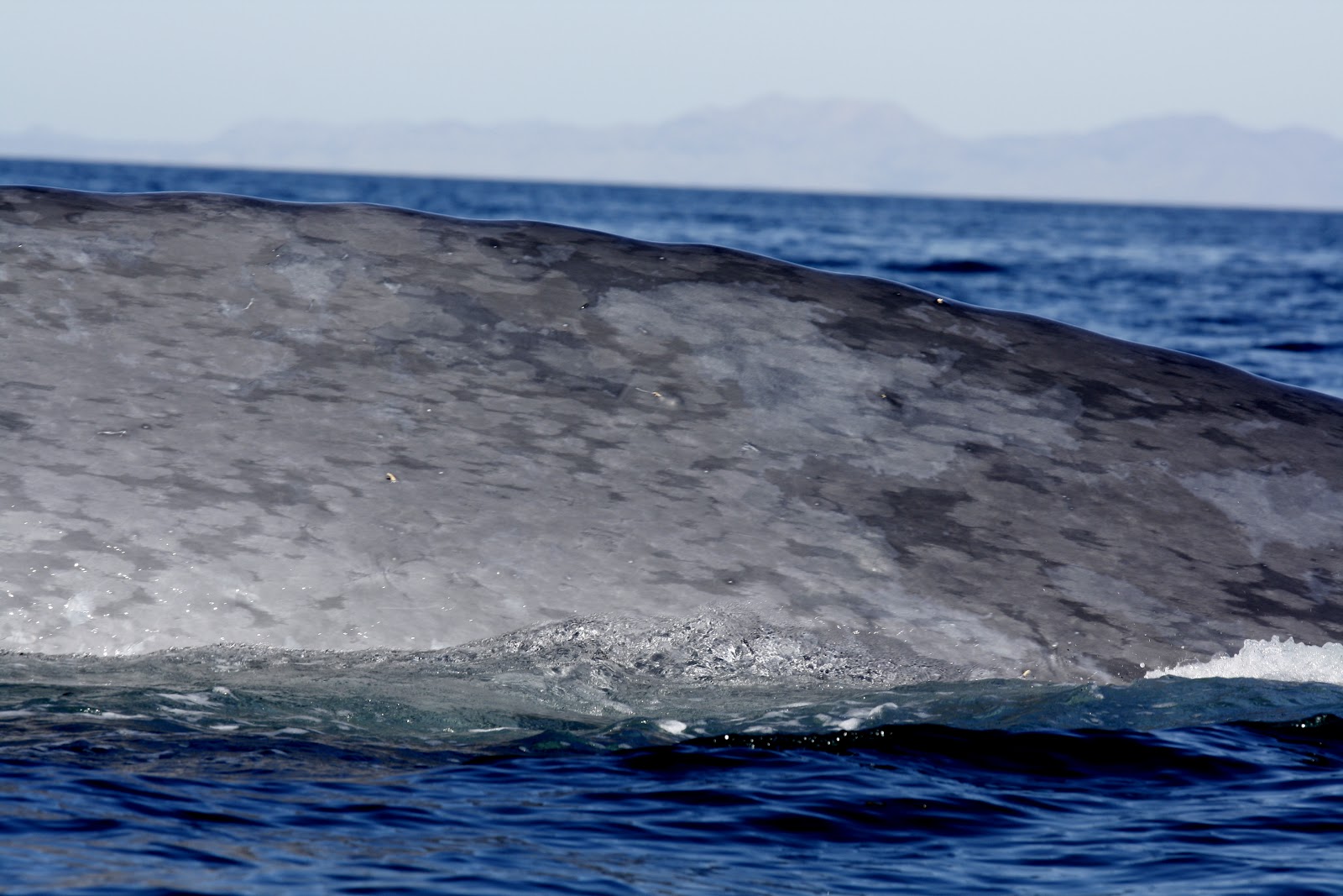 Where the Desert Meets the Sea: From the Whale's Mouth