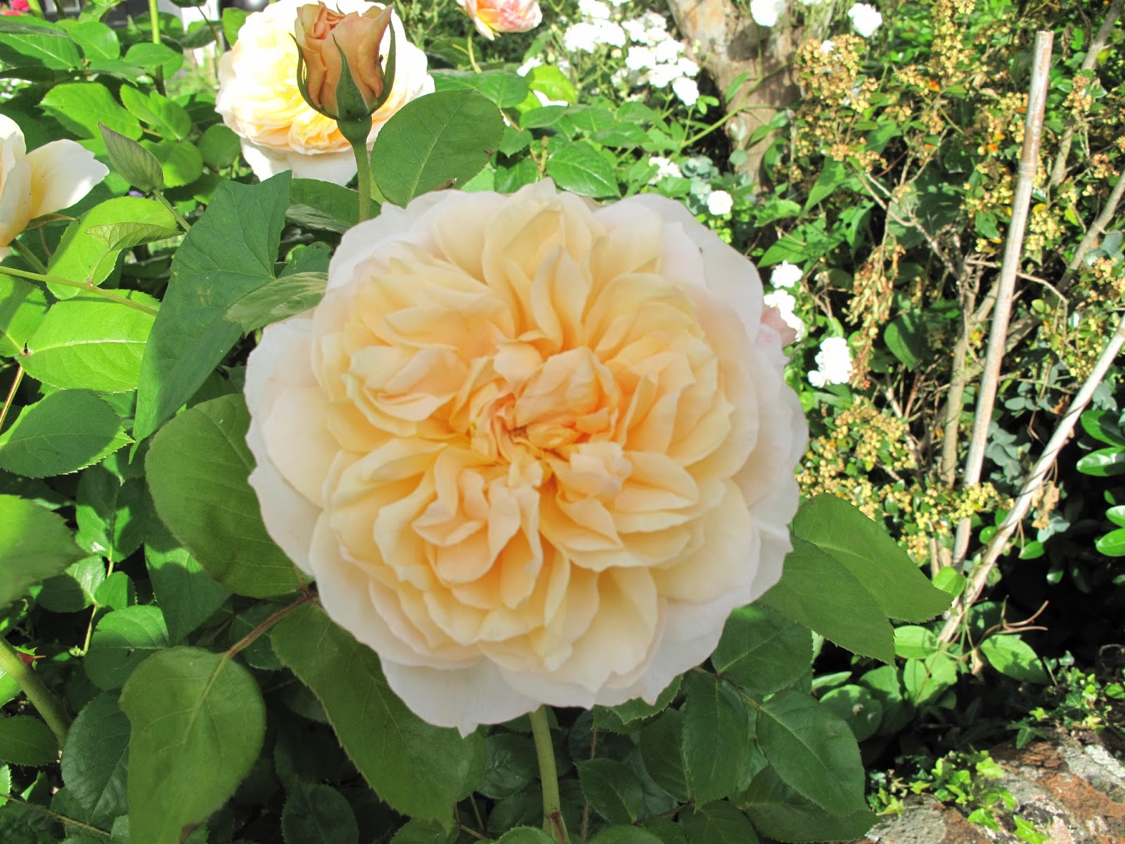 Joanne's Cottage Garden: OVER THE GARDEN WALL