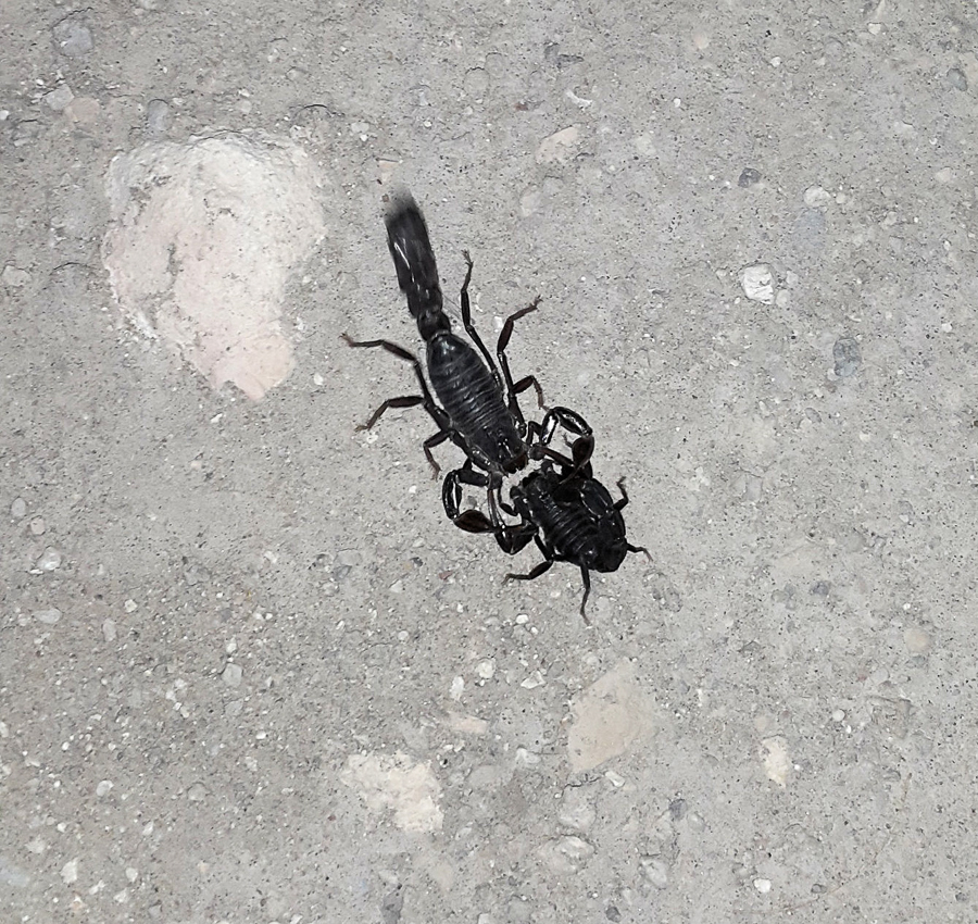 Birds of Saudi Arabia: Arabian Fat-tailed Scorpion in Dhahran – Record ...