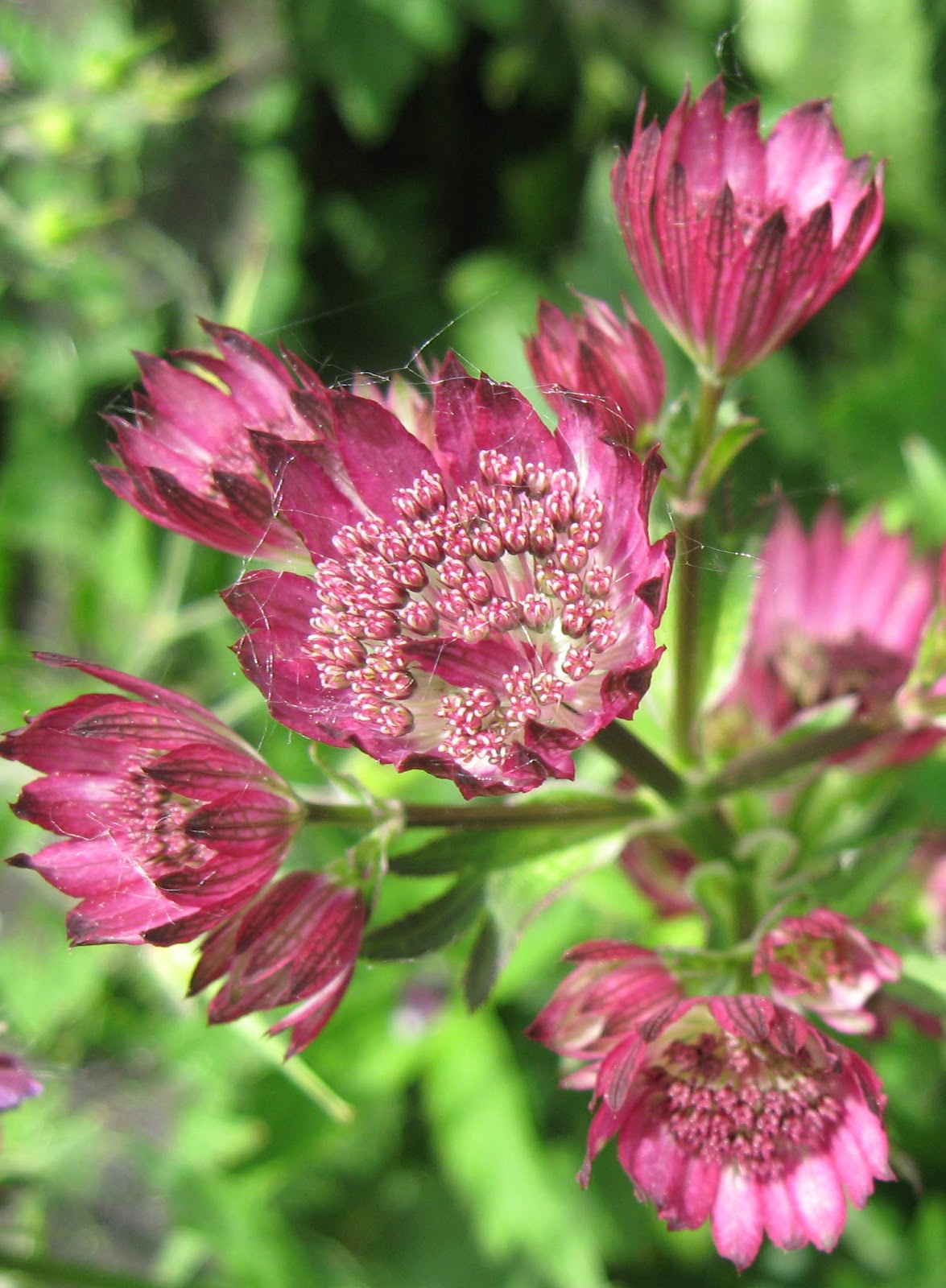Cheesehead Gardening: Shade Plant of the Week - Astrantia ( Masterwort )