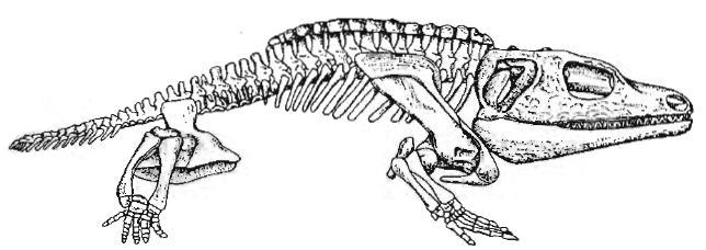 Blog de la Vida Prehistórica: Cacops