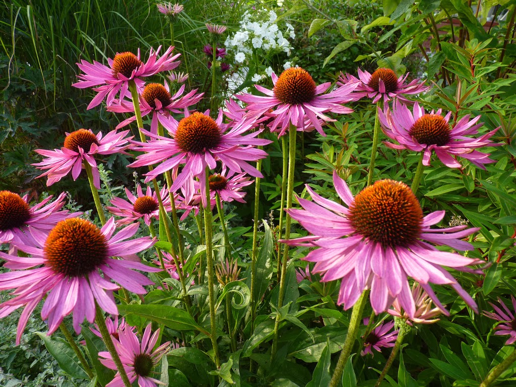 Høneballehaven på Samsø og Hellerupvej på Fyn: Pakke fra Spiren og ...