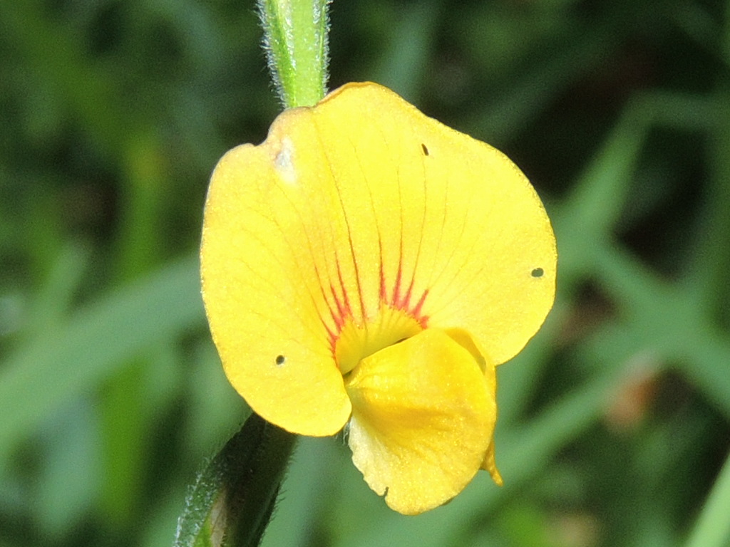 The Flowering plants (Leguminosae - Fabaceae): Fabaceae - Zornia ...