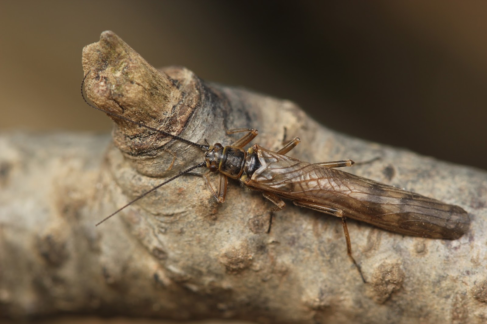 Brachyptera