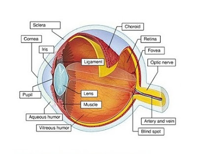 STRUKTUR DAN FUNGSI MATA ~ Genjutsu Singkep