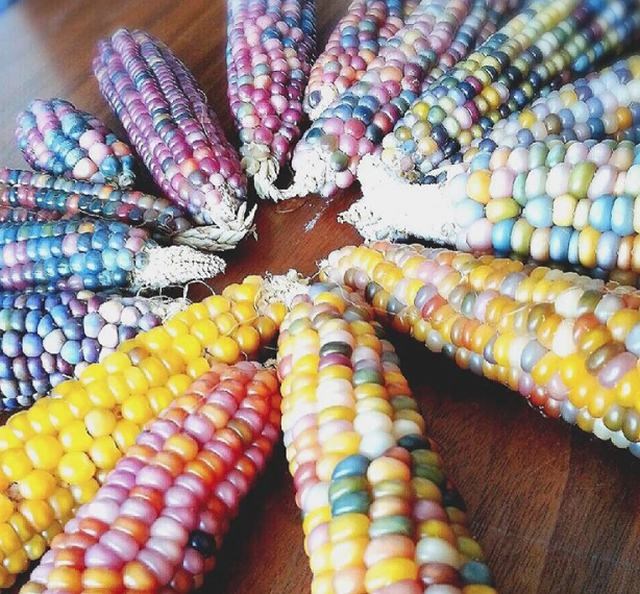 Milho colorido promete deixar as festas juninas ainda mais legais ...