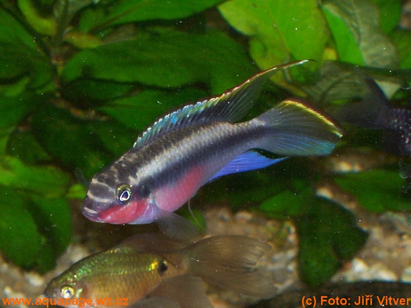 Ecco's Aquarium Blog: Kribensis (Pelvicachromis pulcher)