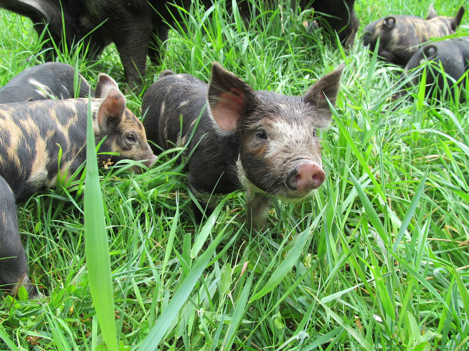 Idaho Pasture Pigs