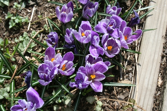 The Flower Bin: Planting Spring Flowering Bulbs