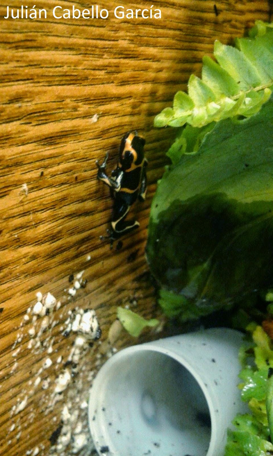 Dendroland: Diario de una "Intermedius" (Ranitomeya Imitator ...