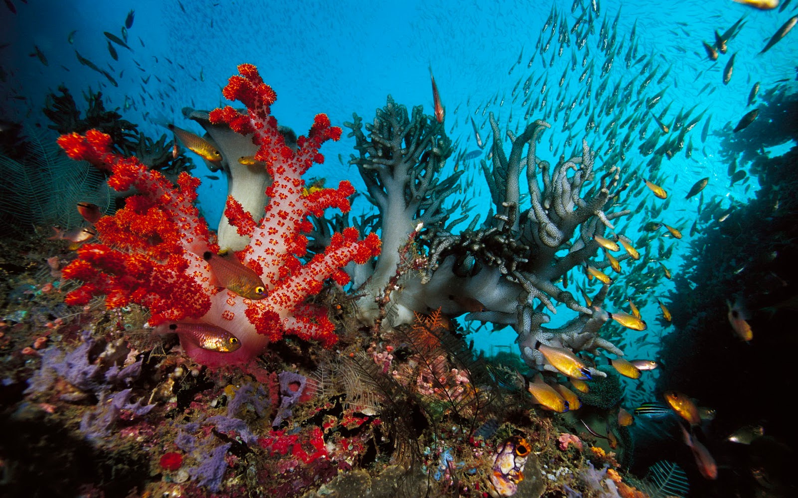 Pure High Definition HD Quality Wallpapers: Papéis de parede - O ...