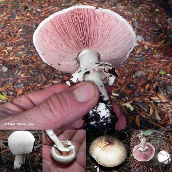 Apuntes botánicos: Hongos chilenos