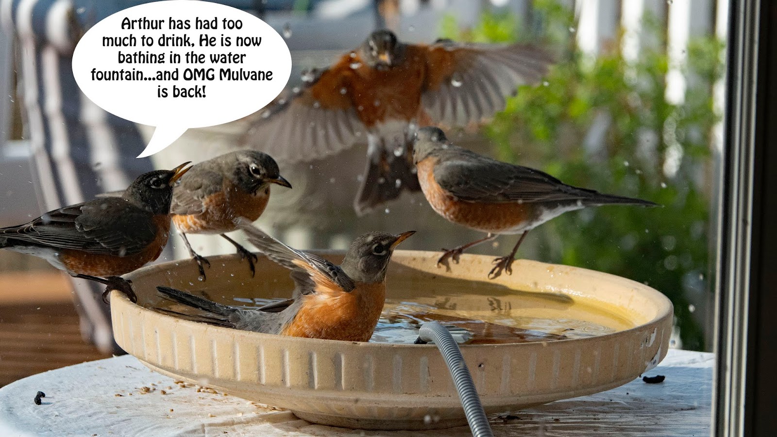 Room Without Walls: Have I been watching too much at the Bird Bath...er ...