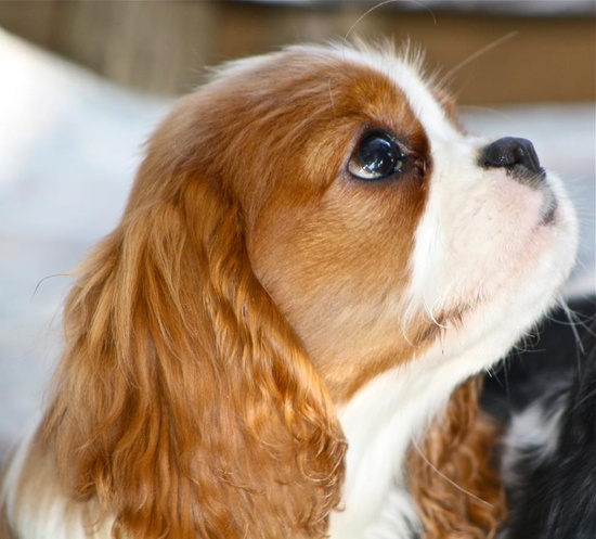 Cavalier Puppy Pictures | Cute Puppy Images Pictures