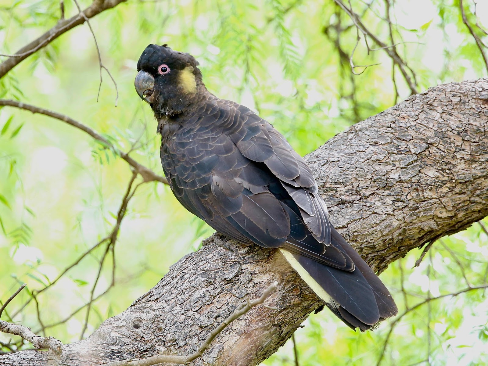 Avithera Yellow Tailed Black Cockatoo