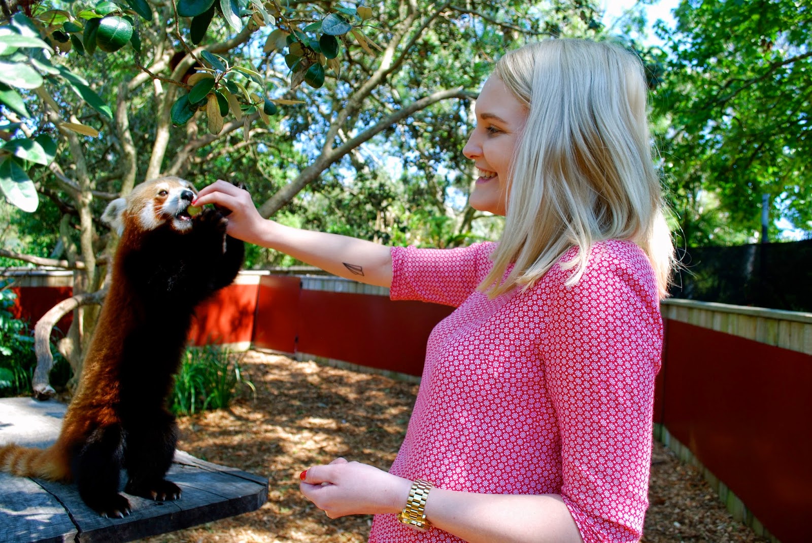 Symbio Wildlife Park, Australia: Koalas and tigers and red panda (bears ...