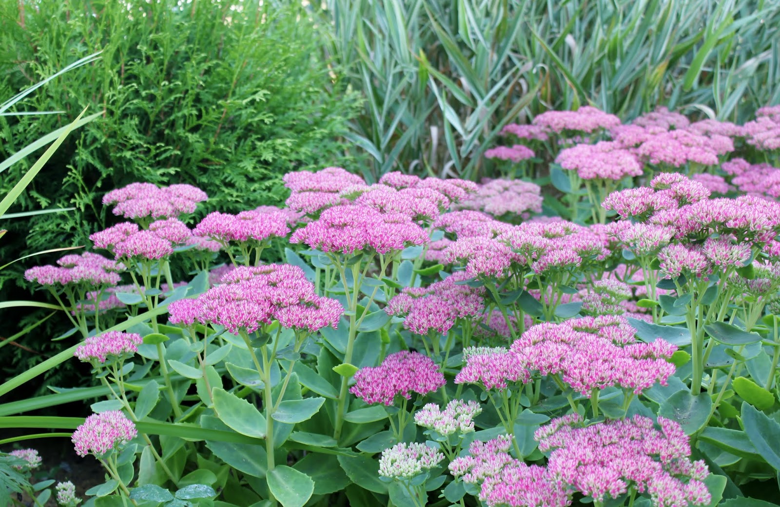 Kukka & Kaali: MAKSAAKO VAIVAN?