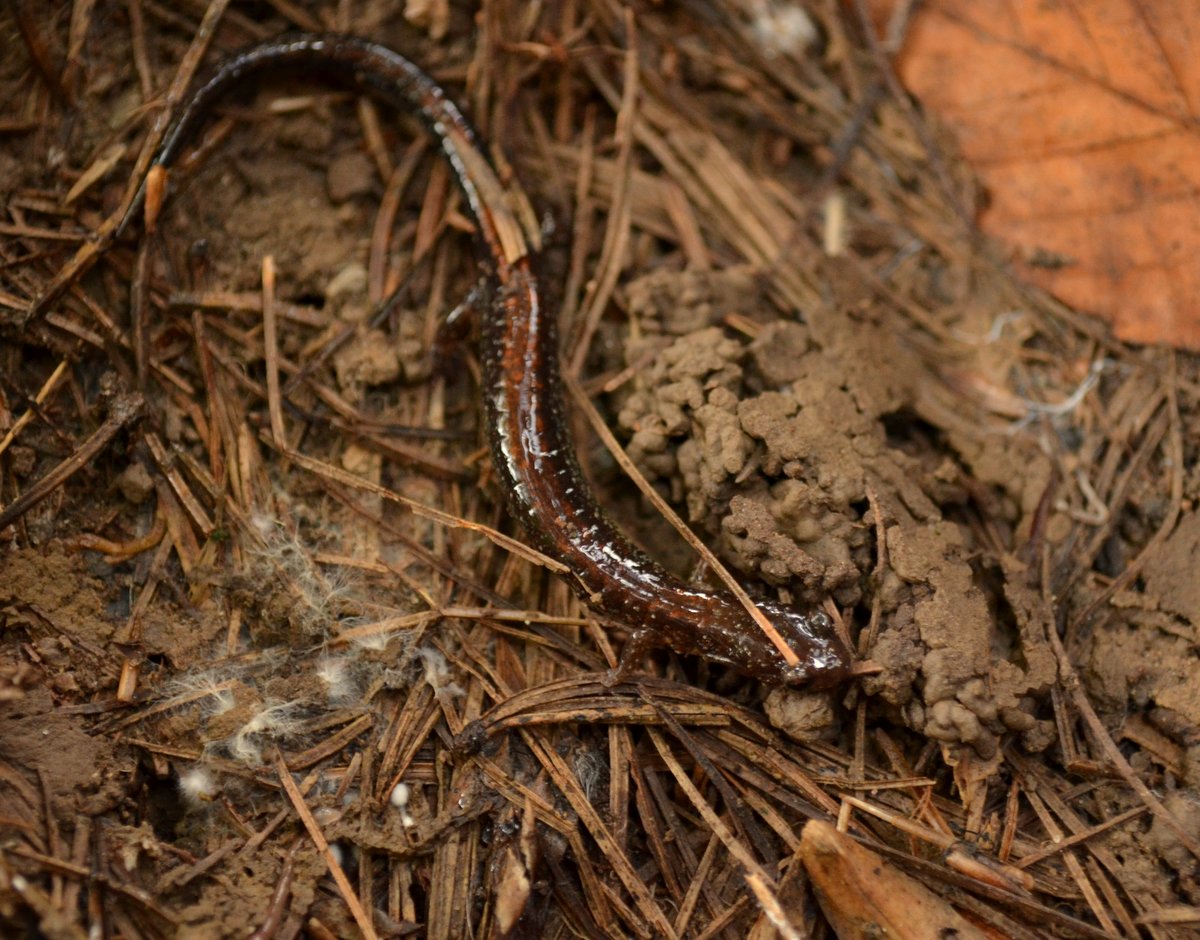 Woods Walks and Wildlife: Things that Crawl on the Ground