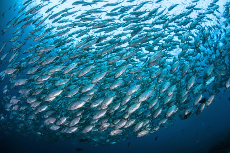 PENICHE - MINHA TERRA: O COMPORTAMENTO DOS PEIXES EM CARDUME