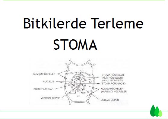 BİTKİLERDE TERLEME