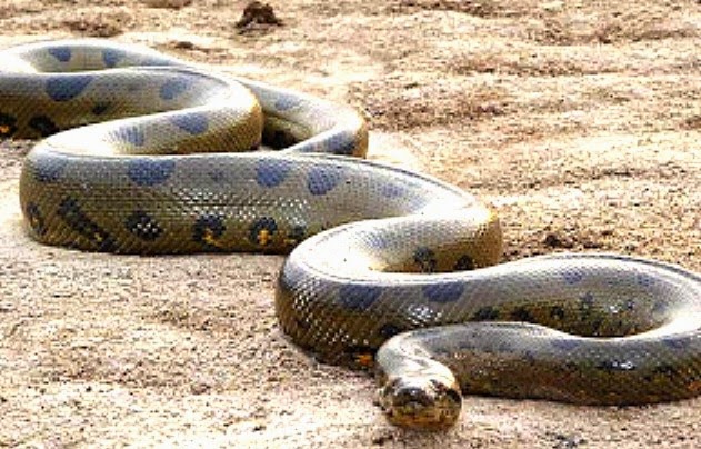 10 Ular Terbesar di Dunia yang Pernah Ditemukan | Harian10